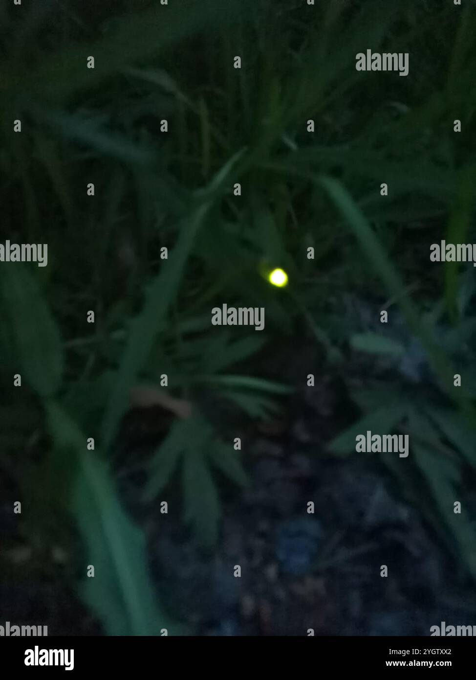 European Glow-worm (Lampyris noctiluca Stock Photo - Alamy