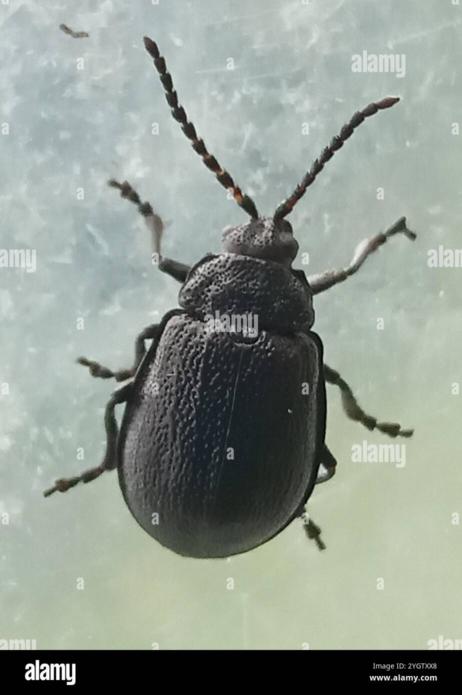 black-punctured leaf beetle (Galeruca tanaceti Stock Photo - Alamy