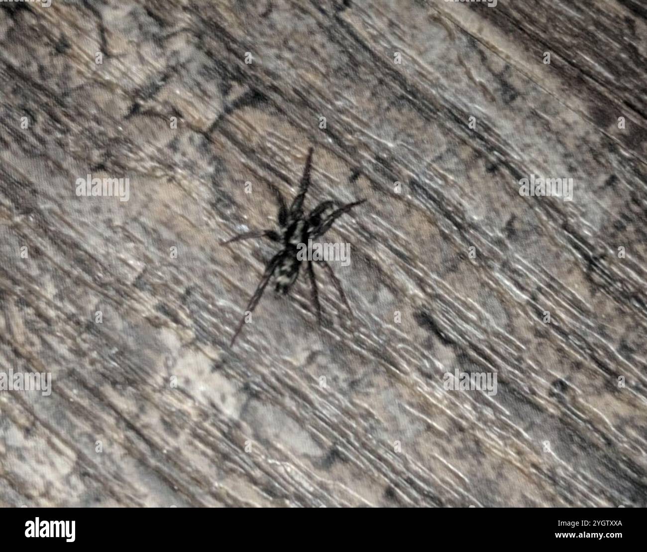 Eastern Parson Spider (Herpyllus ecclesiasticus Stock Photo - Alamy
