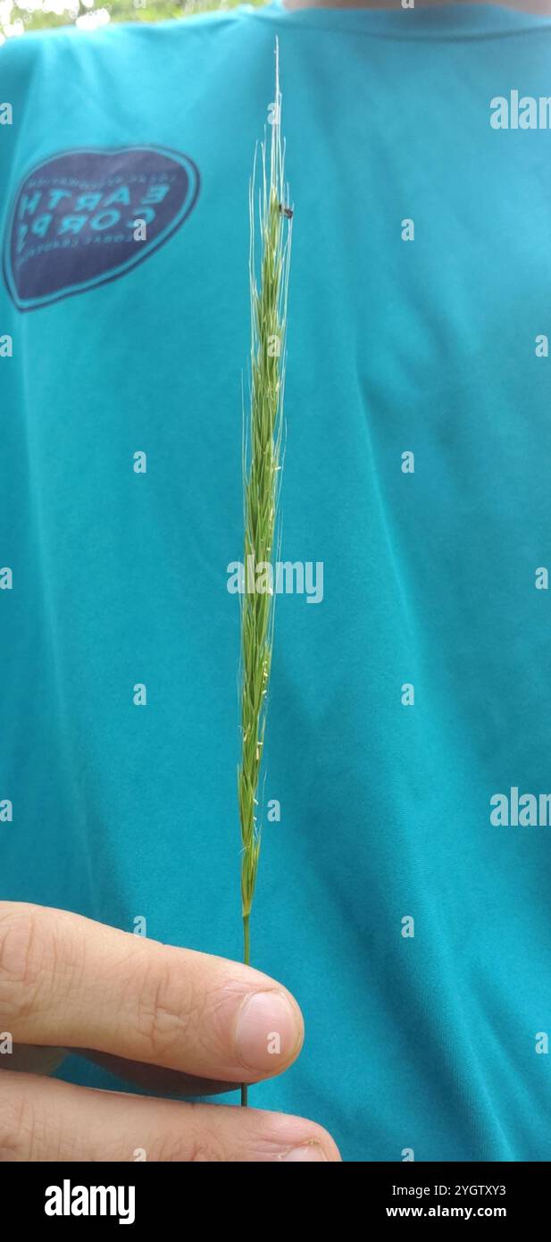 blue wild rye (Elymus glaucus Stock Photo - Alamy