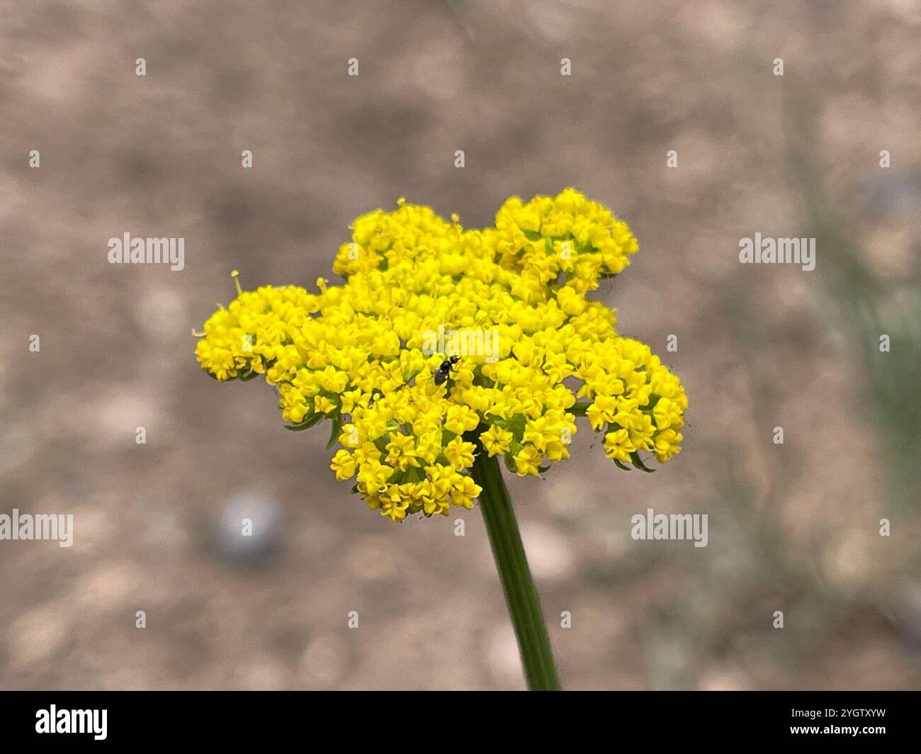 Alpine False Springparsley (Cymopterus lemmonii Stock Photo - Alamy