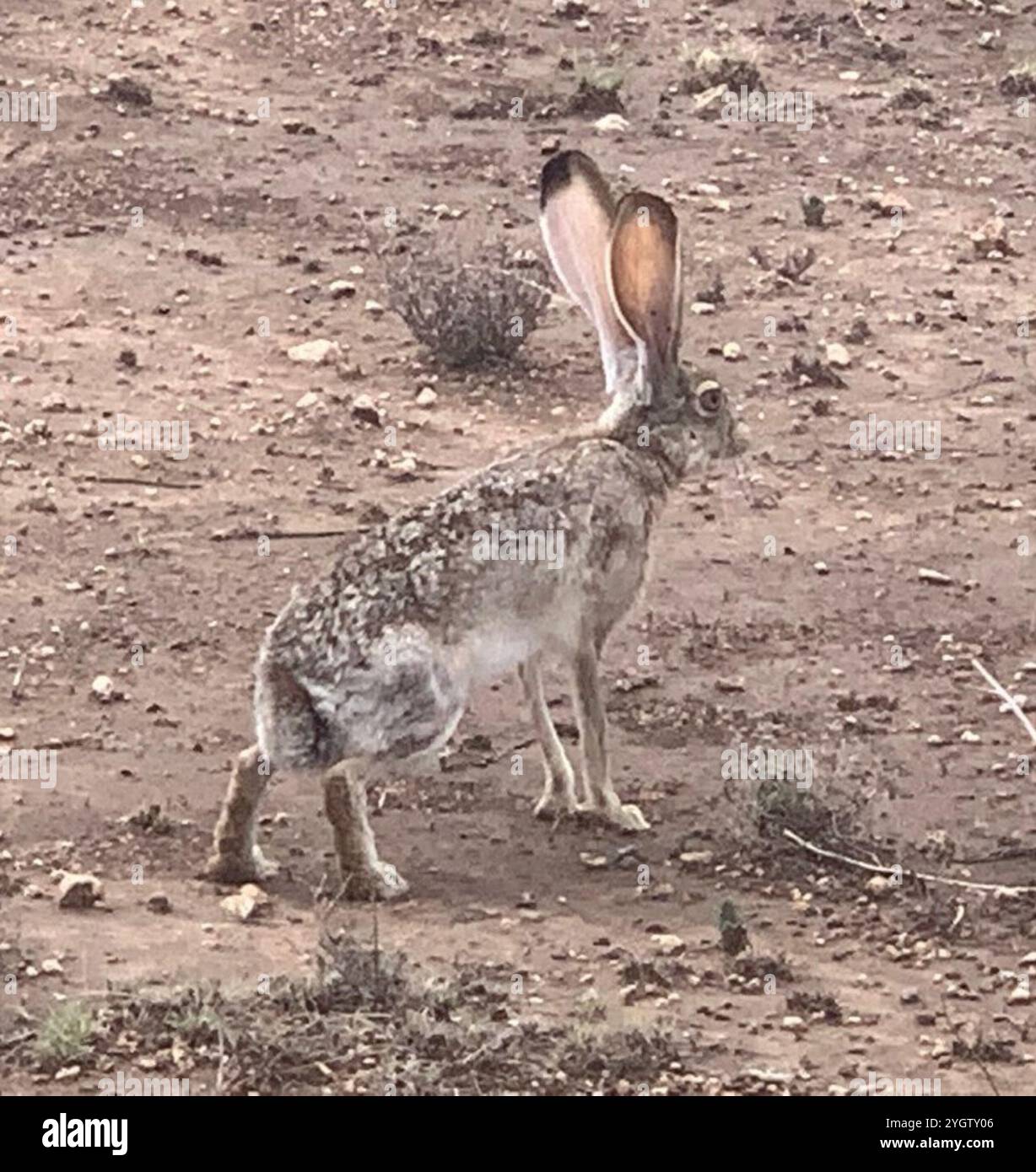 Black-tailed Jackrabbit (Lepus californicus Stock Photo - Alamy