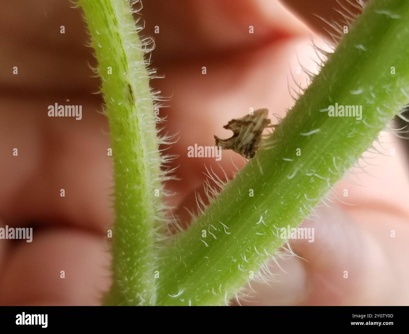 Keeled treehopper hi-res stock photography and images - Alamy