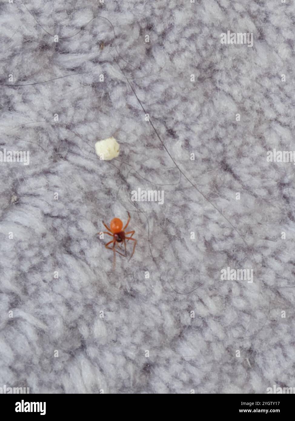 Crustulina hi-res stock photography and images - Alamy