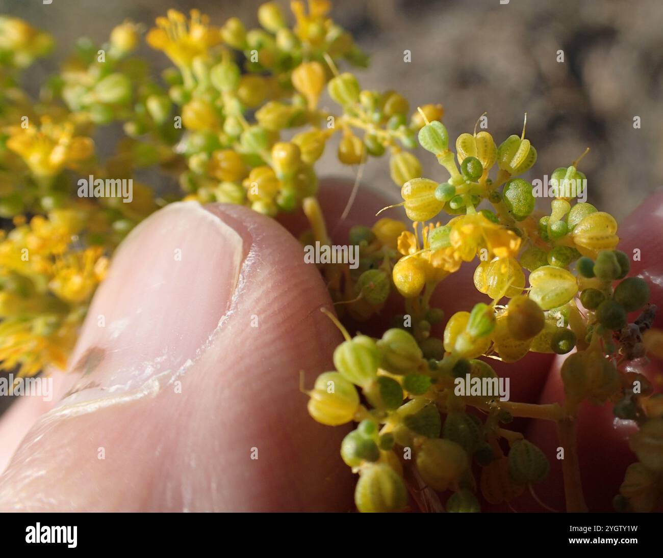 simple-leaved bean caper (Tetraena simplex Stock Photo - Alamy