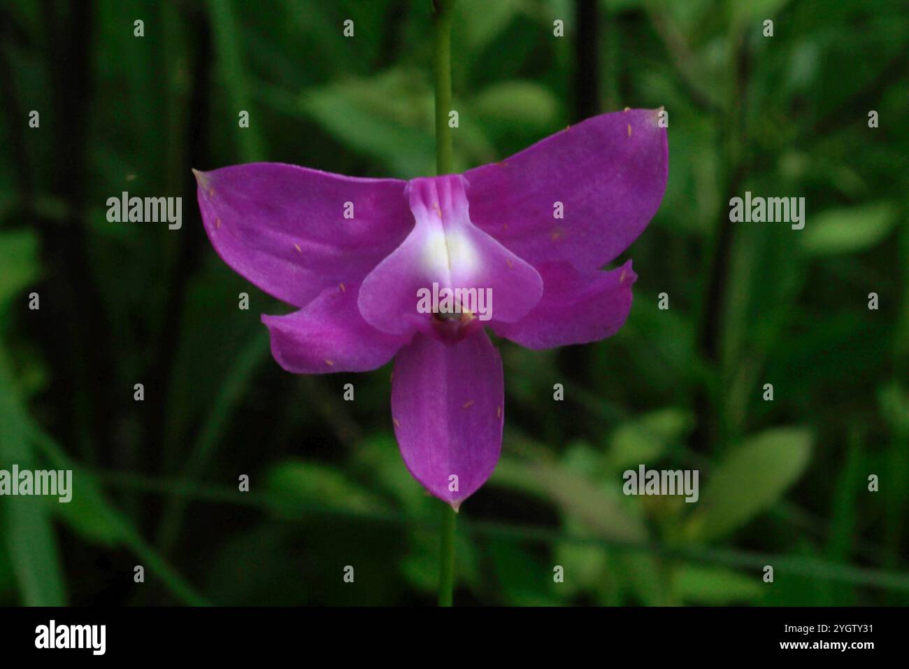common tuberous grasspink (Calopogon tuberosus tuberosus Stock Photo ...
