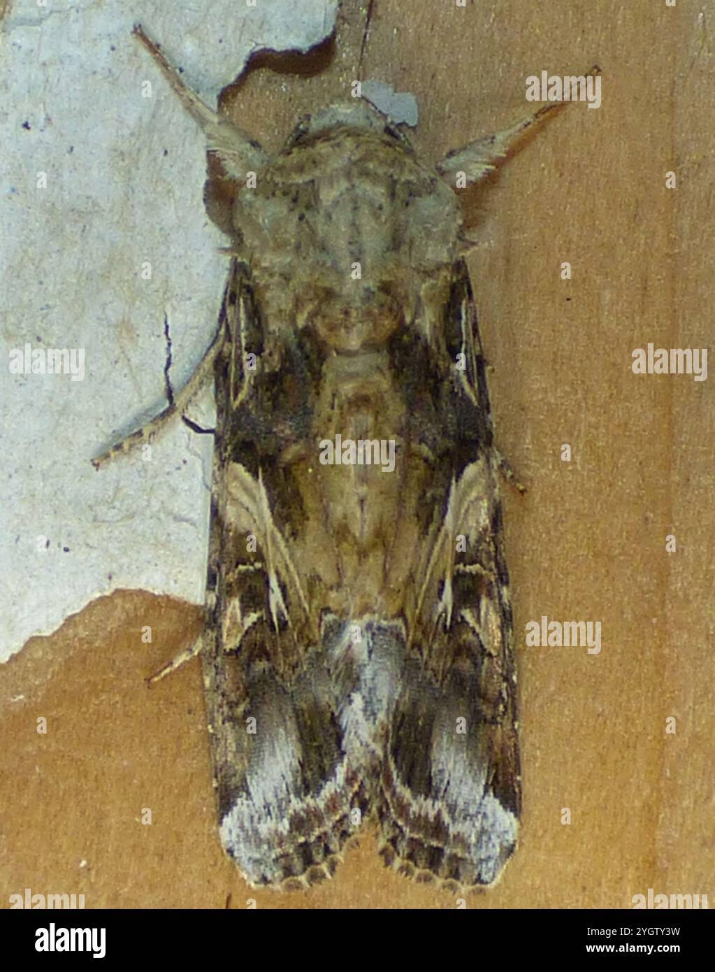 Yellow-striped Armyworm Moth (Spodoptera ornithogalli Stock Photo - Alamy