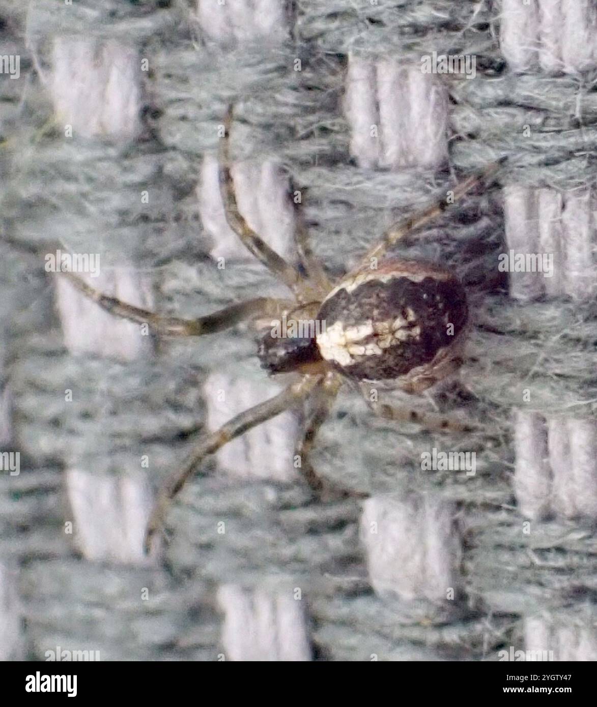 Silver-sided Sector Spider (Zygiella x-notata Stock Photo - Alamy