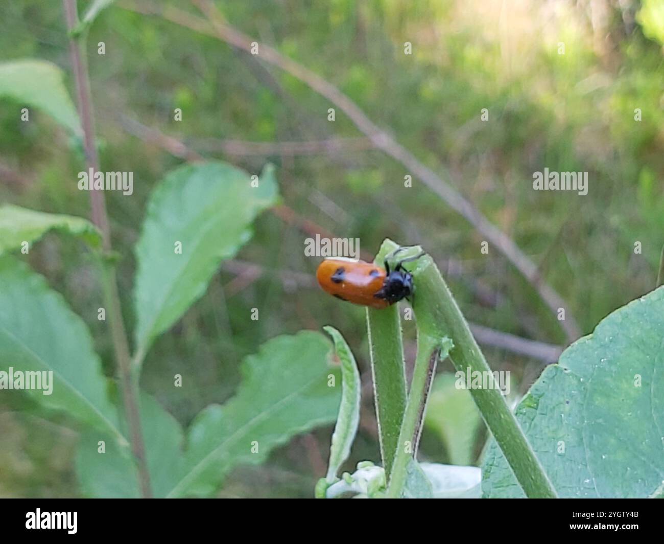 Clytra quadripunctata hi-res stock photography and images - Alamy