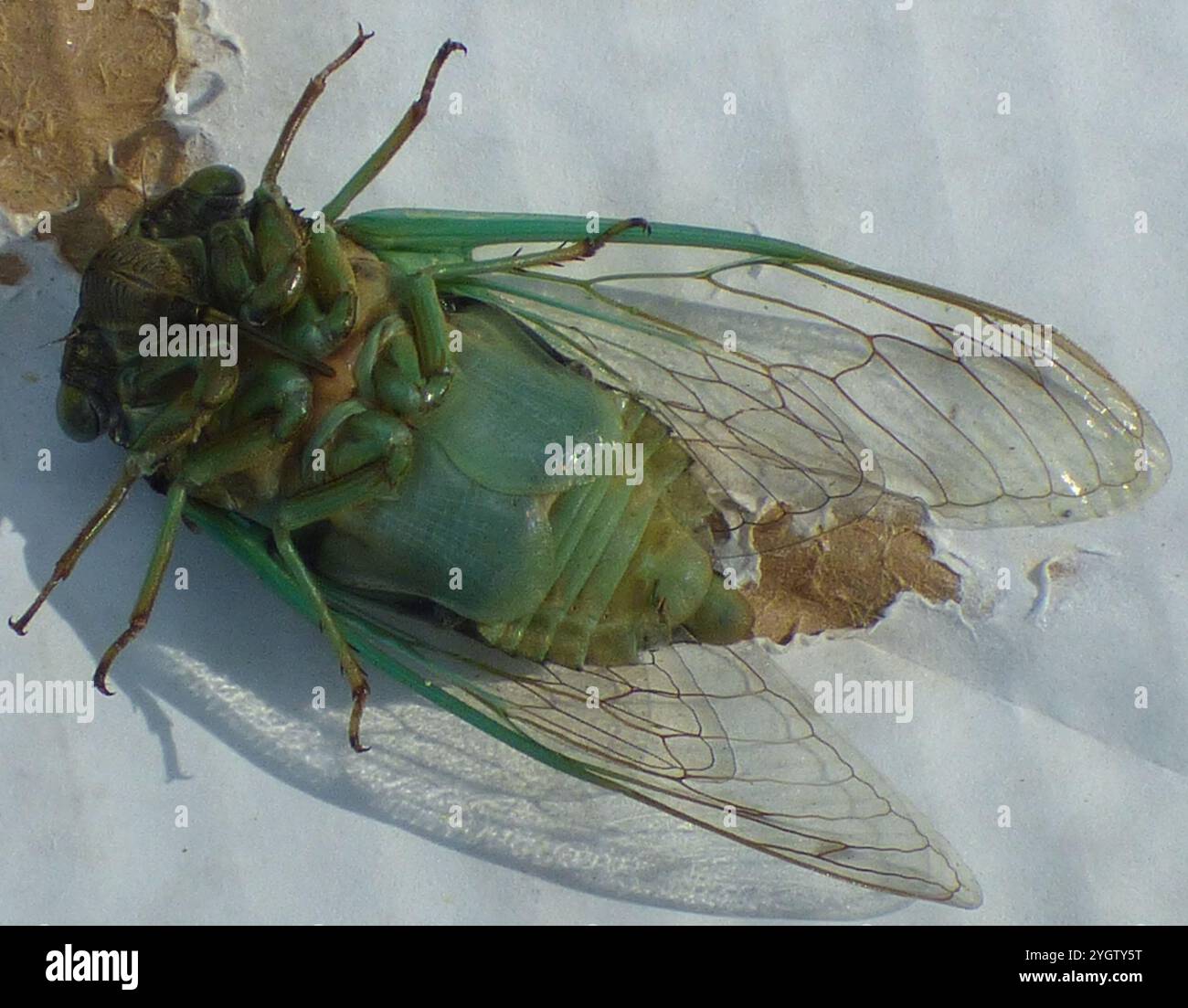 Swamp Cicada (Neotibicen tibicen Stock Photo - Alamy