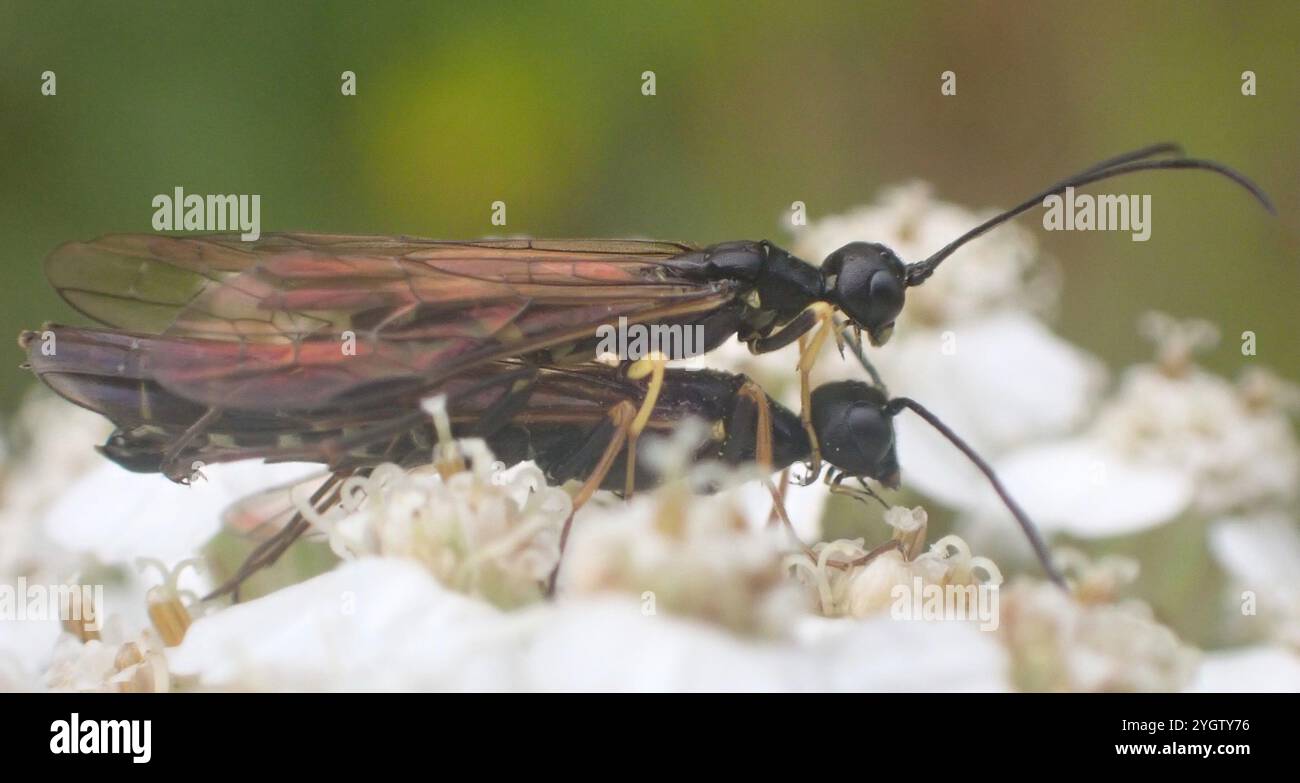 Stem Sawflies (Cephidae Stock Photo - Alamy