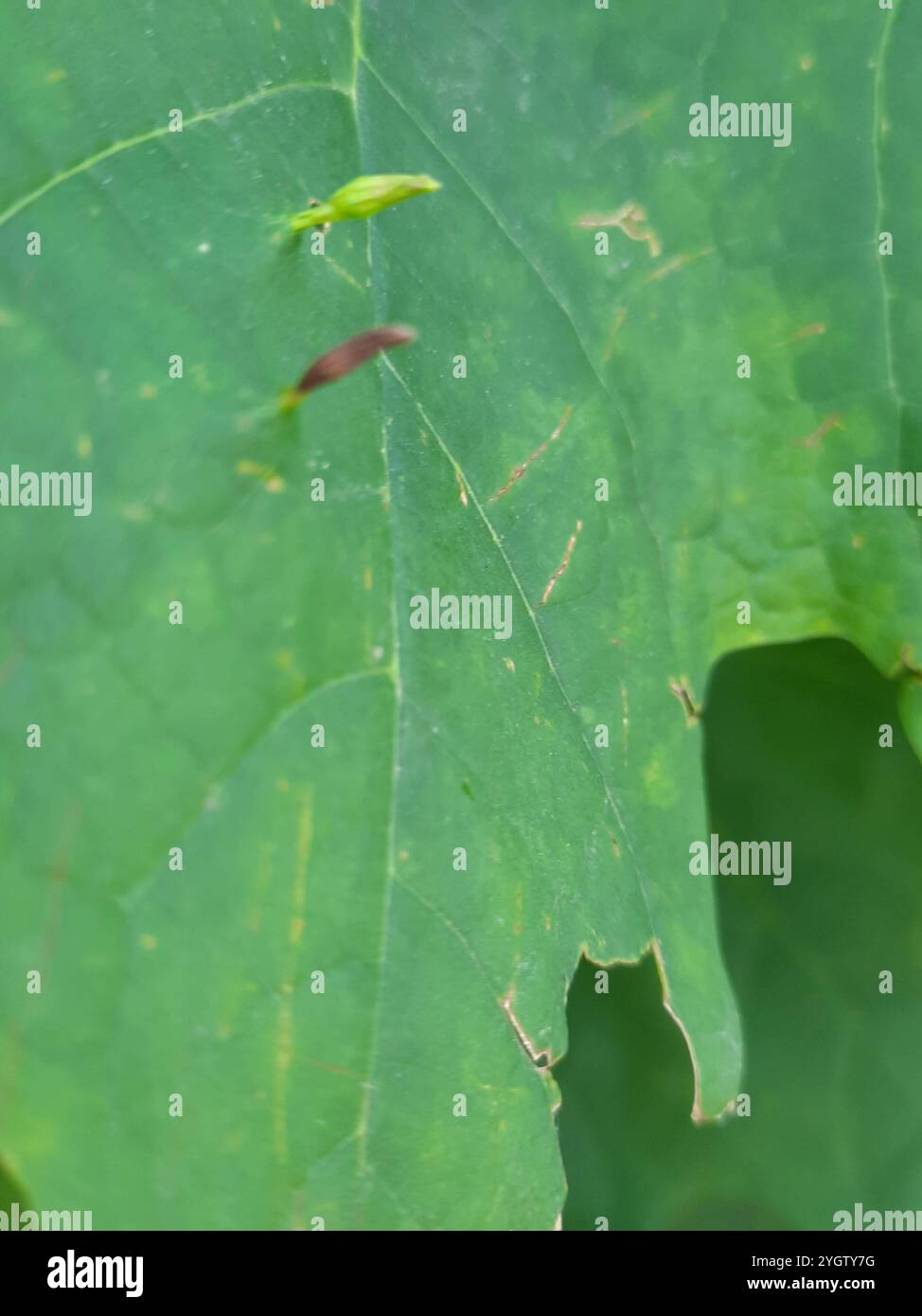 Maple Spindle Gall Mite (Vasates aceriscrumena Stock Photo - Alamy
