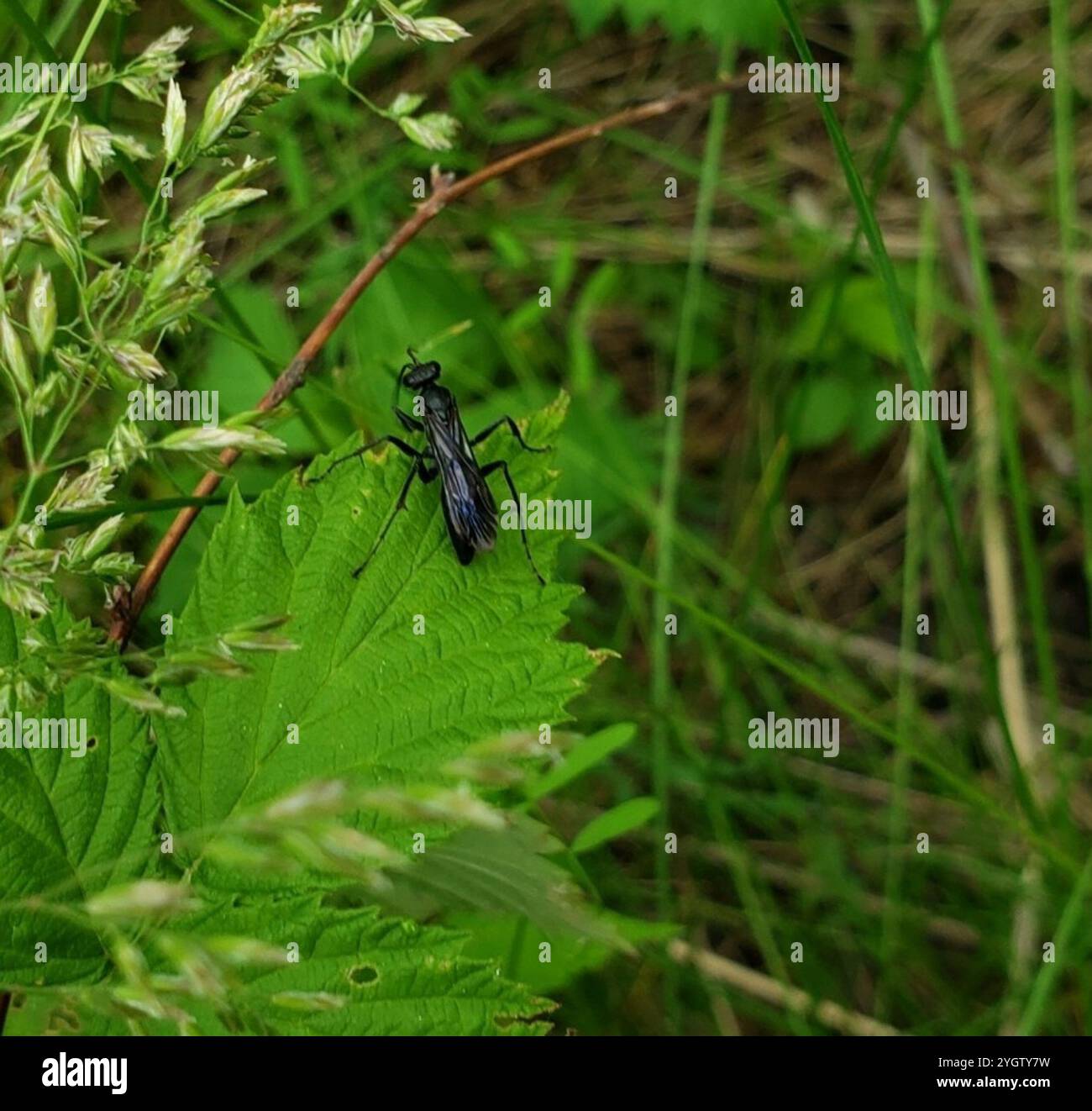 Blue-black Spider Wasps (Anoplius Stock Photo - Alamy