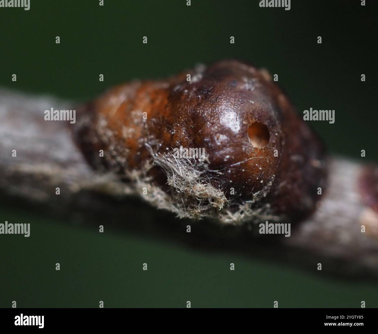 European Fruit Scale (Parthenolecanium corni Stock Photo - Alamy