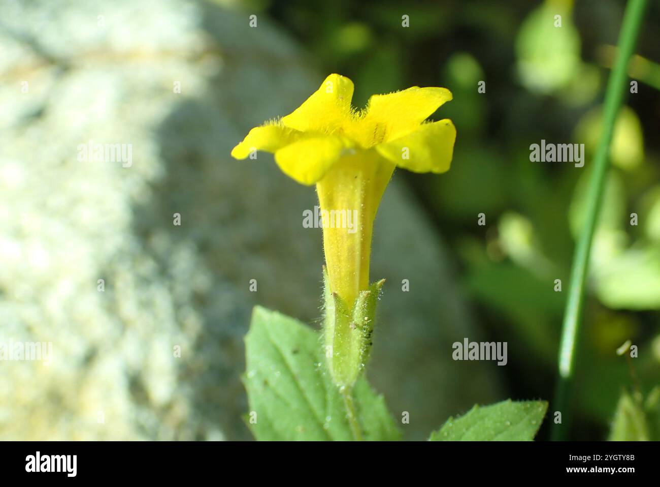 musk monkeyflower (Erythranthe moschata Stock Photo - Alamy