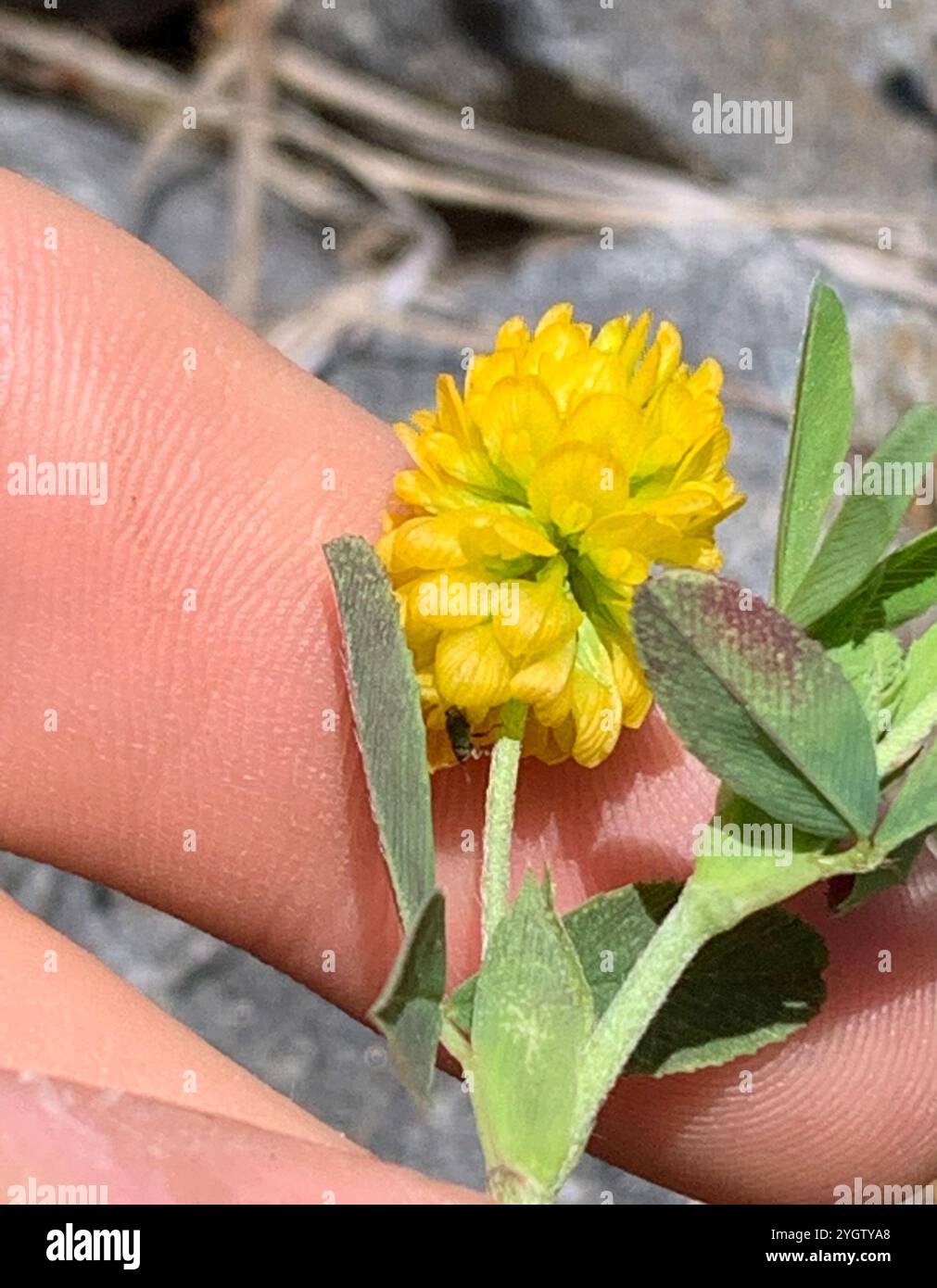 large hop clover (Trifolium aureum Stock Photo - Alamy