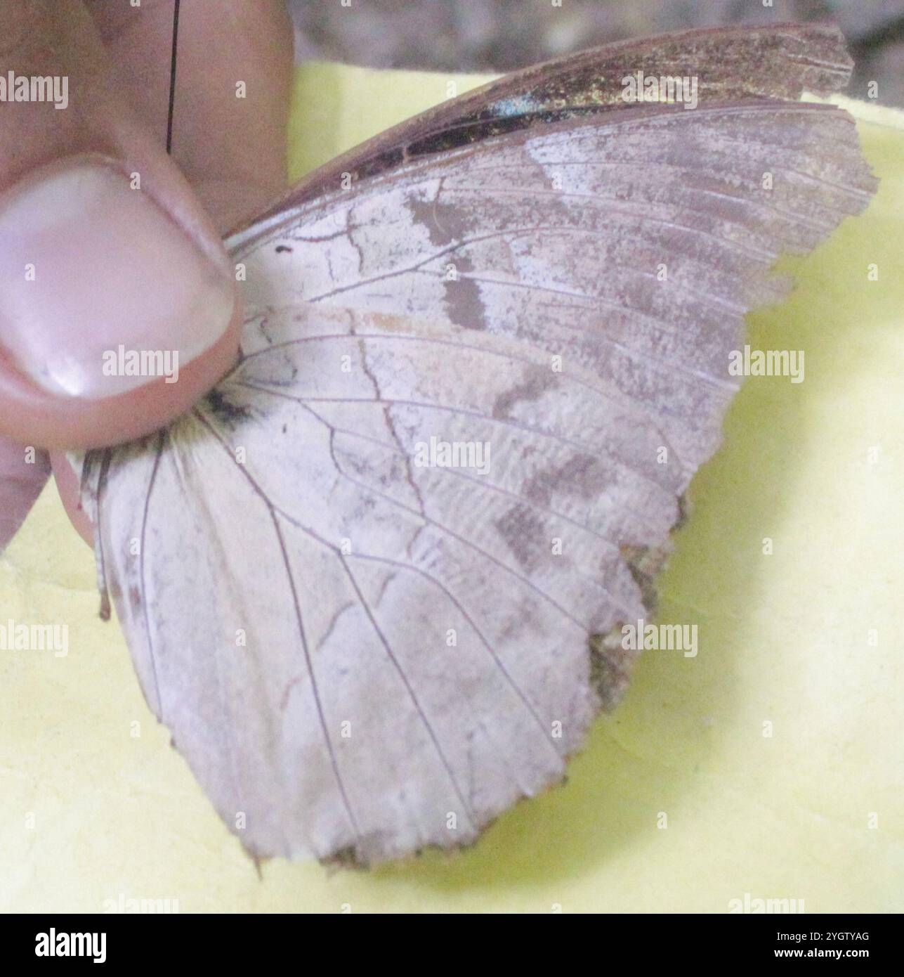 One-spotted Prepona (Archaeoprepona demophon Stock Photo - Alamy