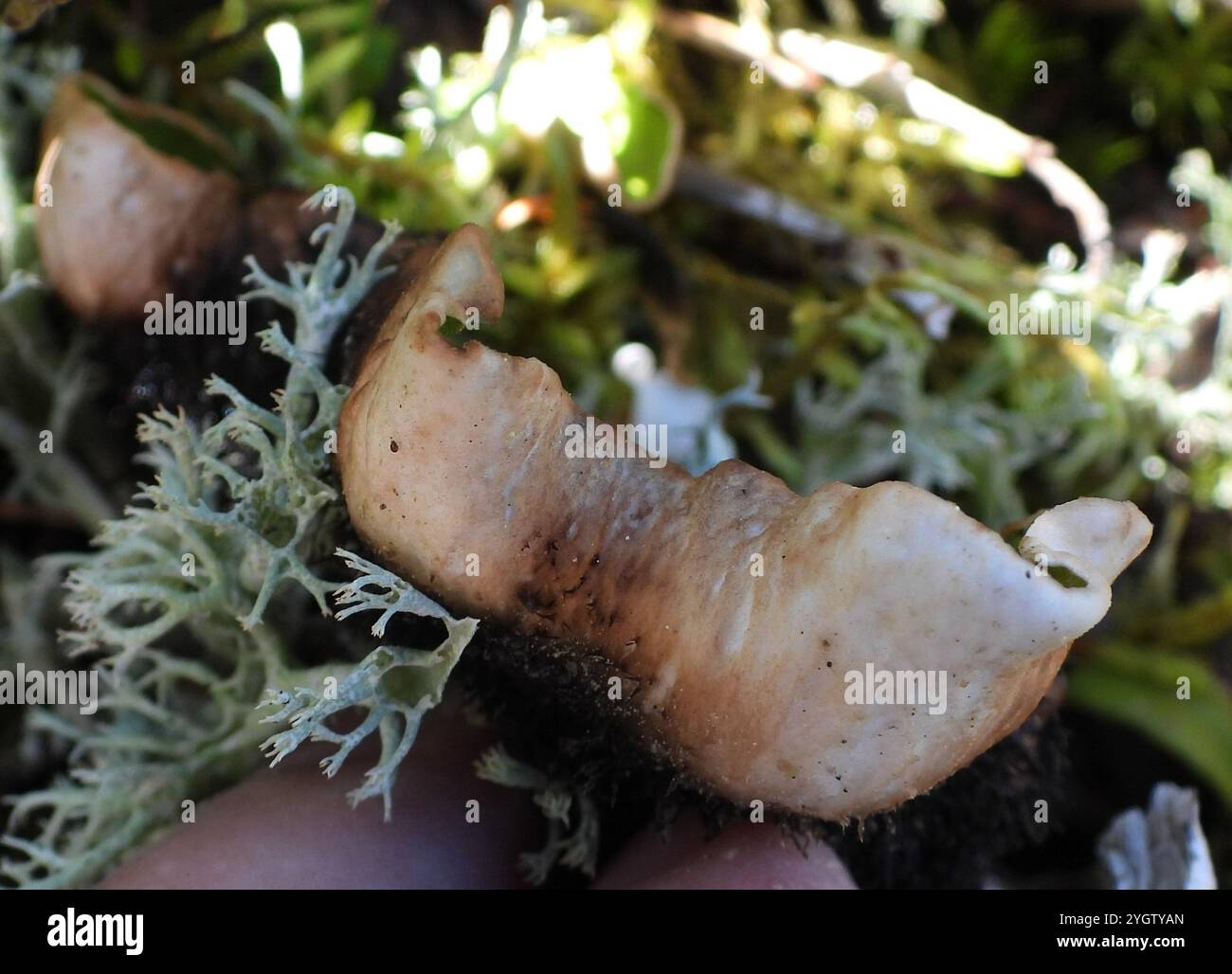 freckled pelt lichen (Peltigera aphthosa Stock Photo - Alamy