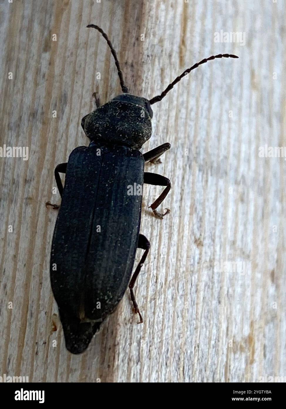 Asemum striatum hi-res stock photography and images - Alamy