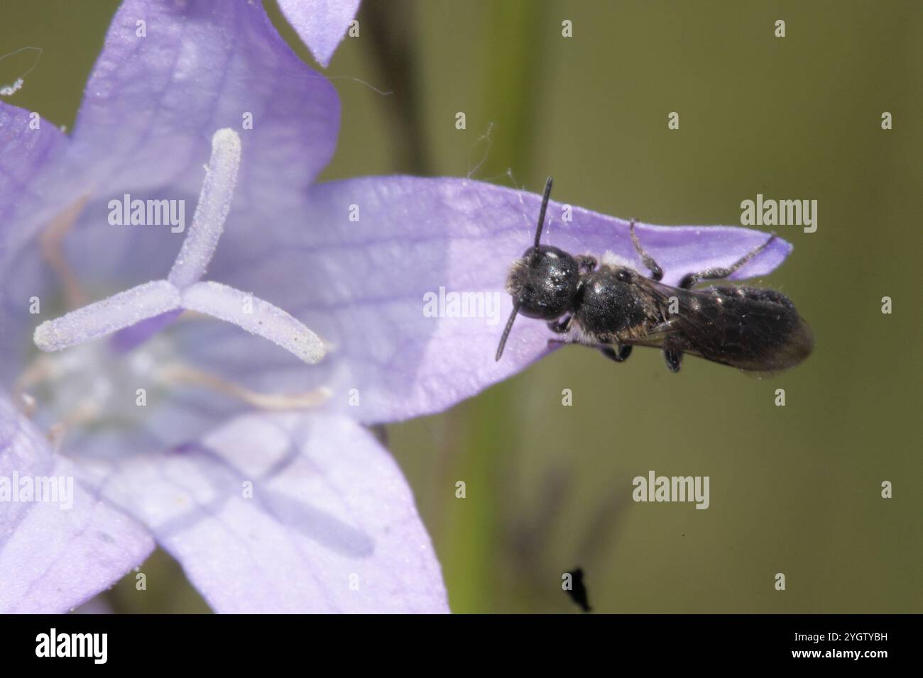 Scissor Bees (Chelostoma Stock Photo - Alamy