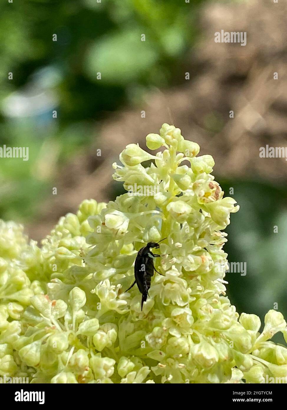 Mordella hi-res stock photography and images - Alamy