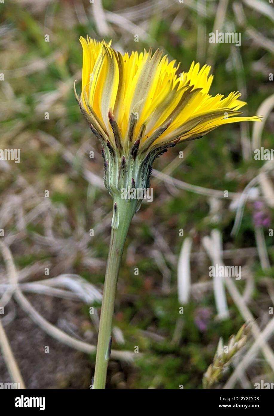 Common Cat's-ear (Hypochaeris radicata Stock Photo - Alamy