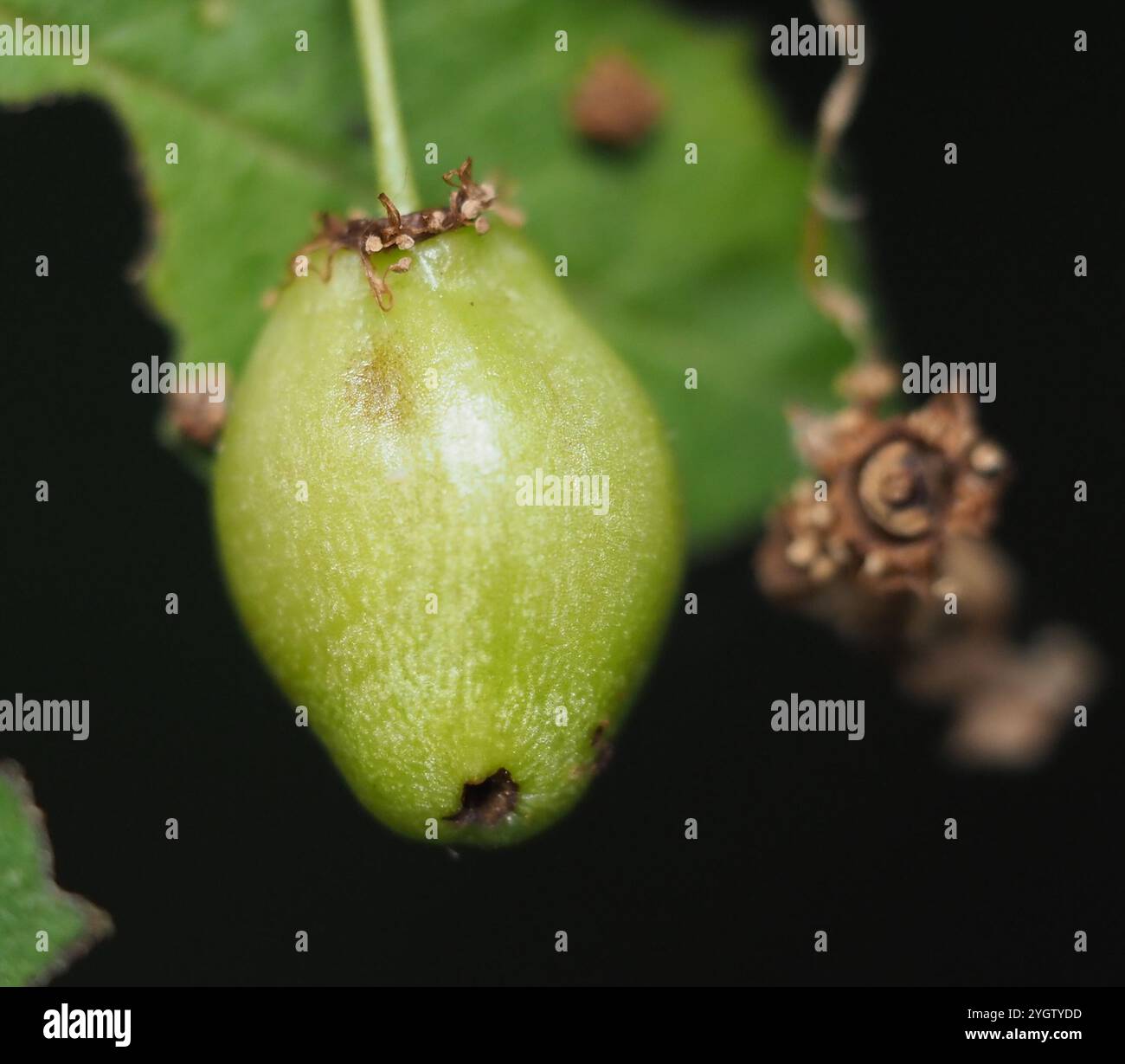 Chokecherry Midge (Contarinia virginianiae Stock Photo - Alamy