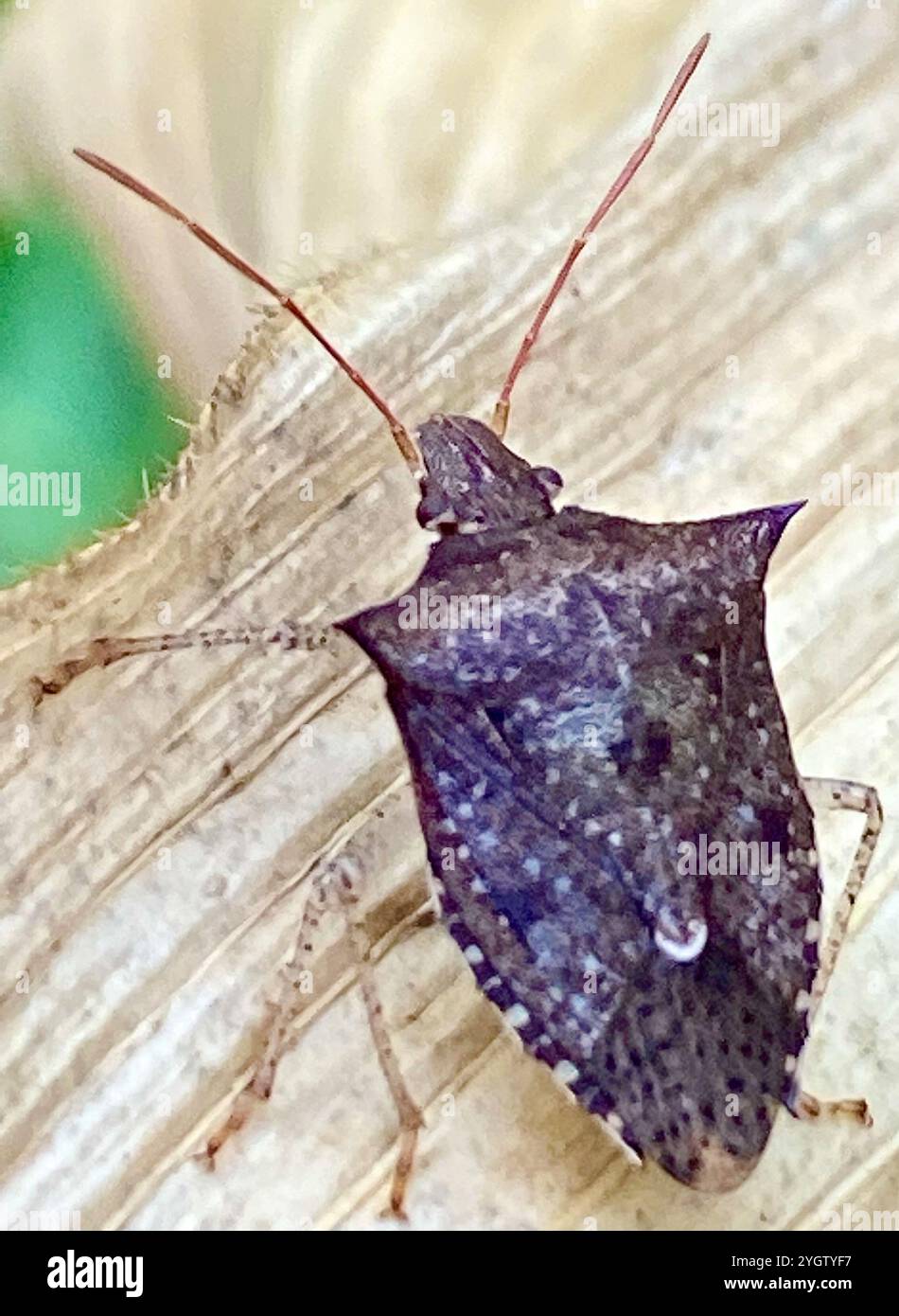 Dusky stink bug hi-res stock photography and images - Alamy