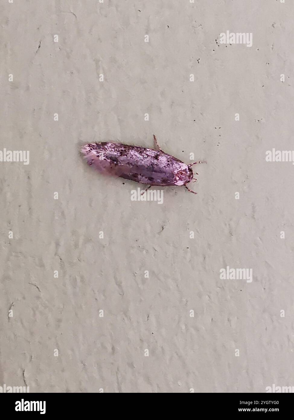 White-shouldered House Moth (Endrosis sarcitrella Stock Photo - Alamy
