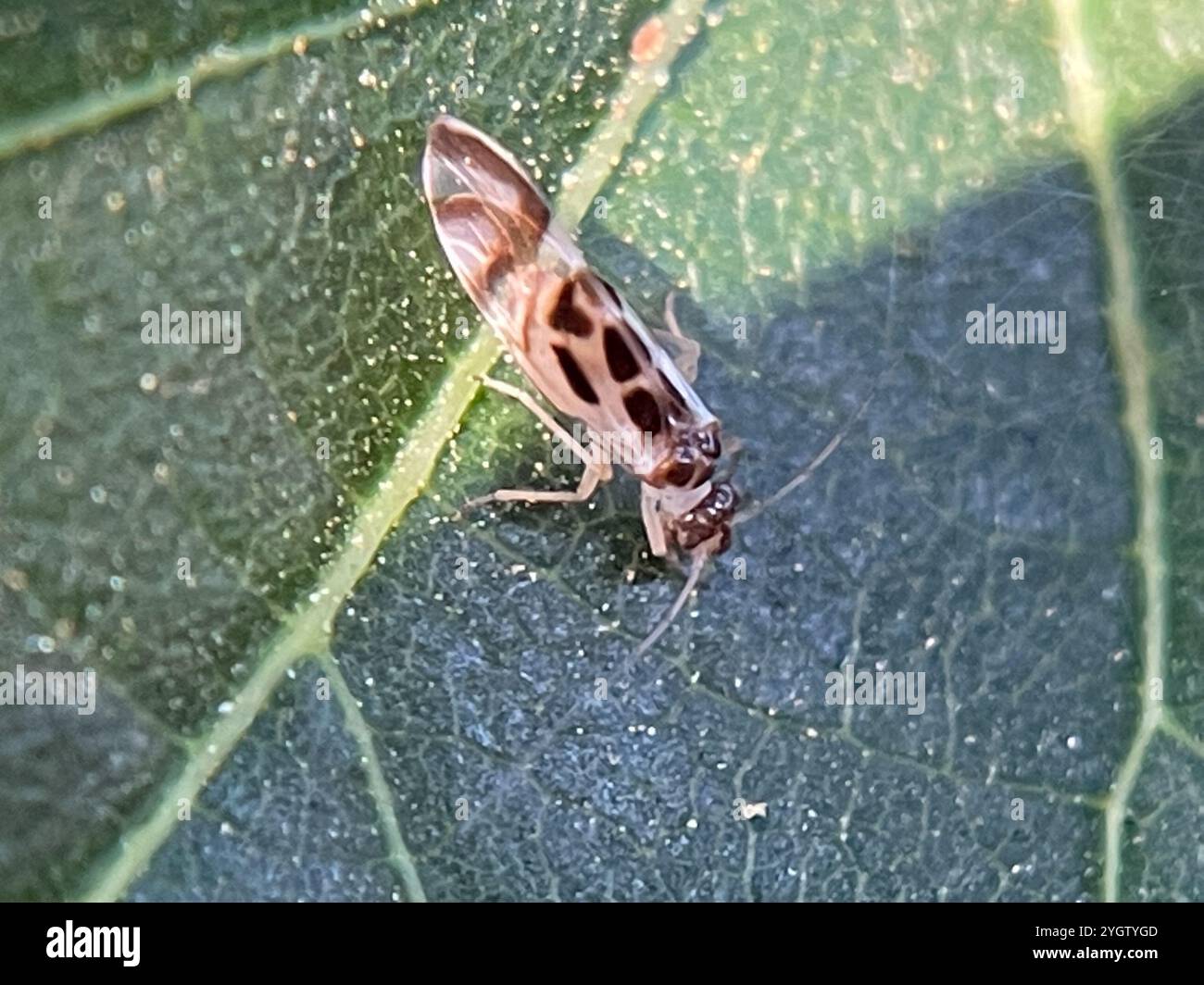 F-winged Barklouse (Graphopsocus cruciatus Stock Photo - Alamy