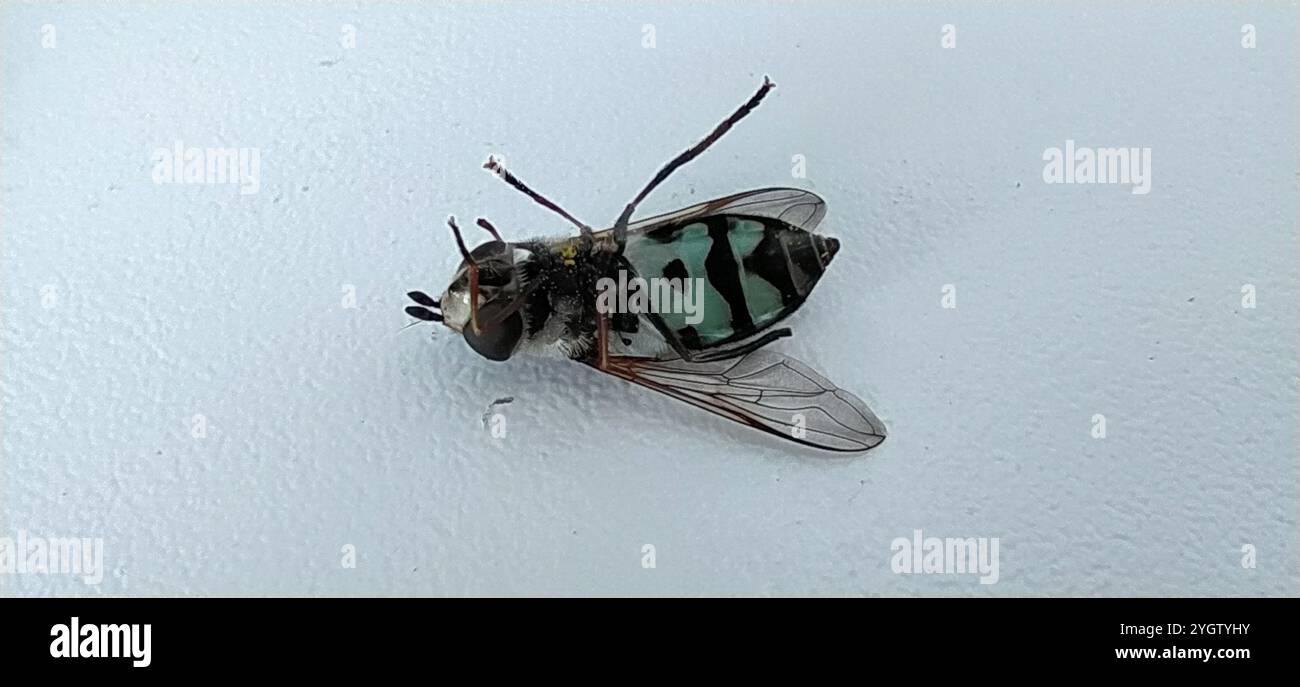 Didea hi-res stock photography and images - Alamy