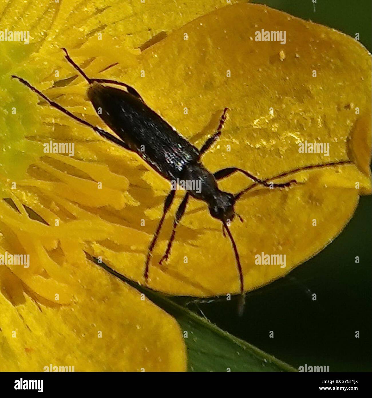 Longhorn Beetles (Cerambycidae Stock Photo - Alamy
