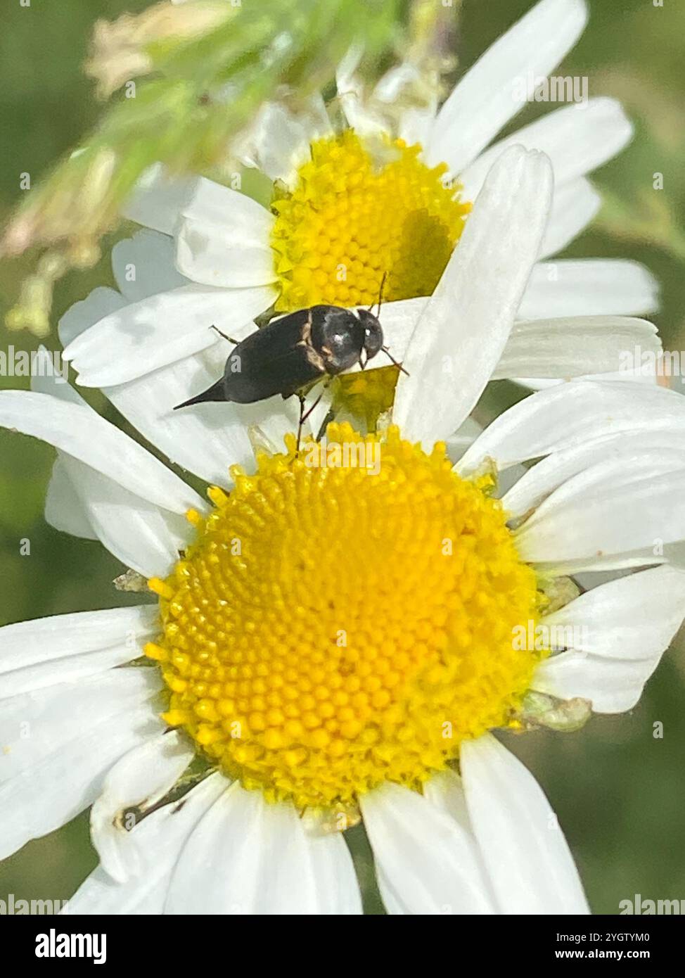 Mordella hi-res stock photography and images - Alamy