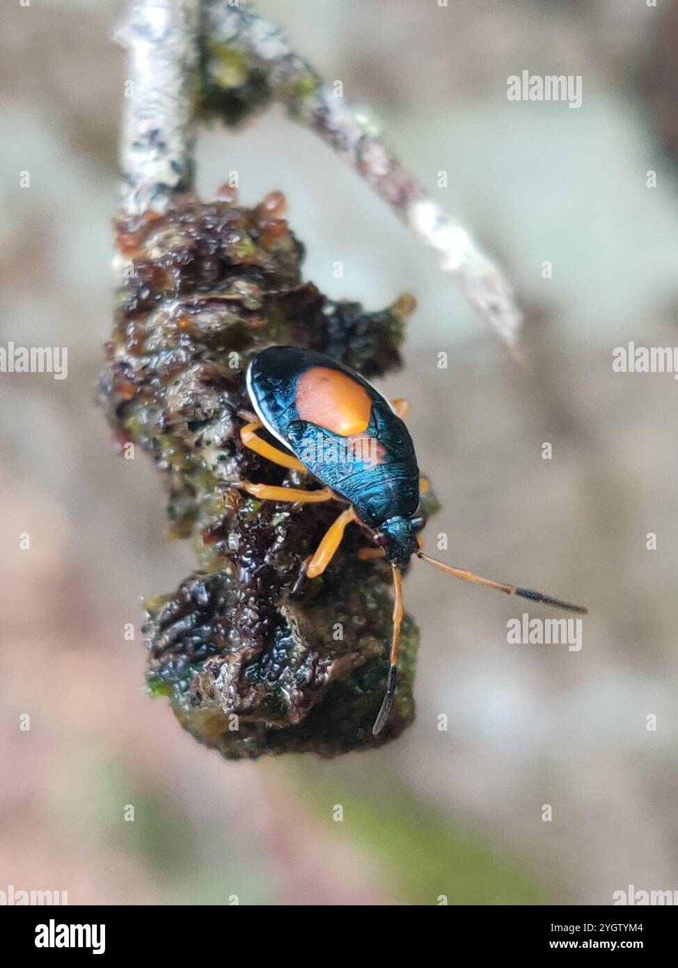 Eastern Bordered Plant Bug (Largus succinctus Stock Photo - Alamy