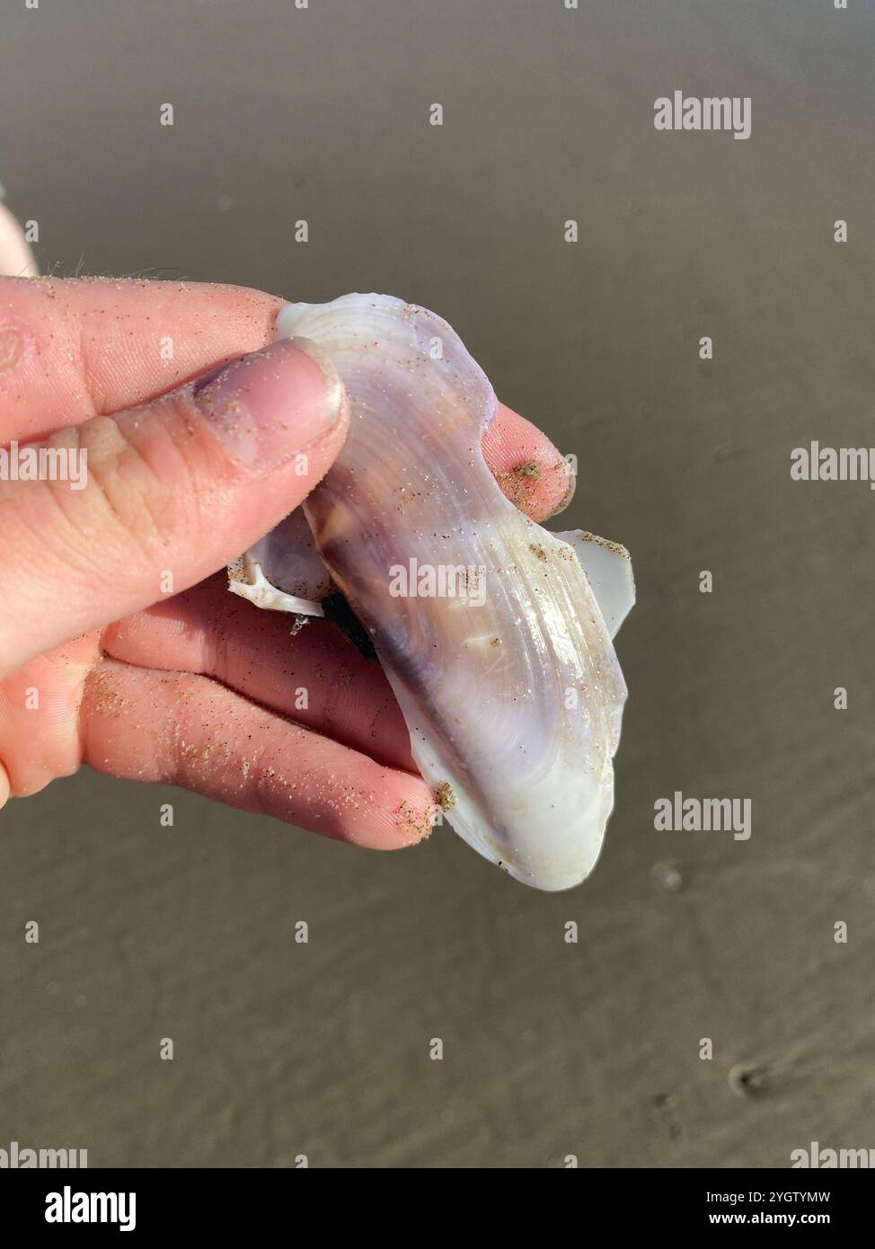 Pacific Razor Clam (Siliqua patula Stock Photo - Alamy