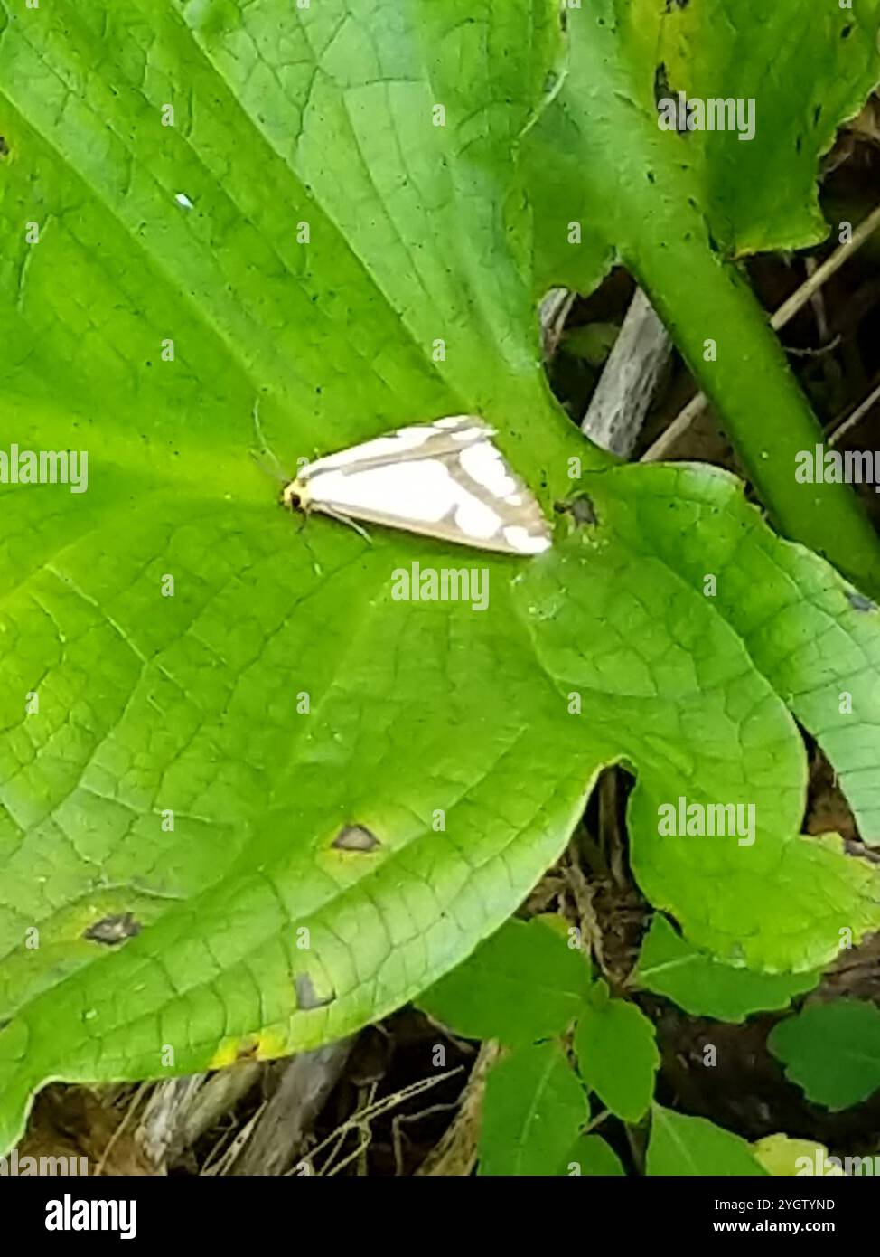 Leconte's Haploa Moth (Haploa lecontei Stock Photo - Alamy