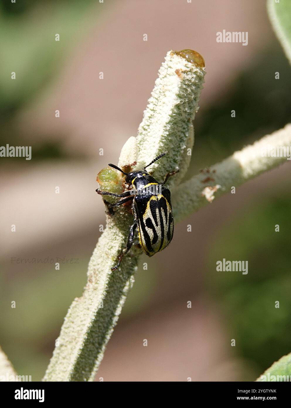 Hieroglyphicus hi-res stock photography and images - Alamy