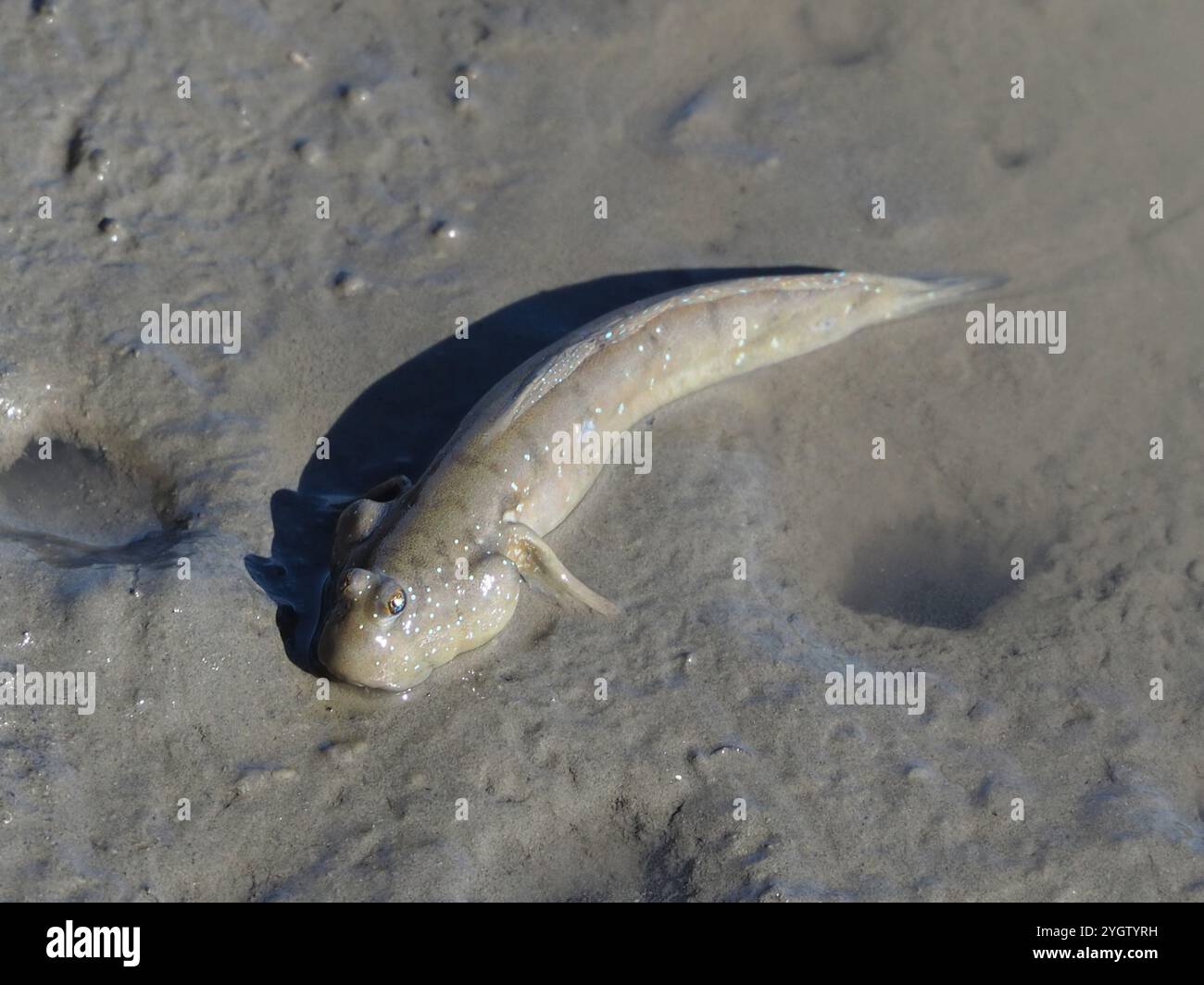 Great Blue-spotted Mudskipper (Boleophthalmus pectinirostris Stock ...