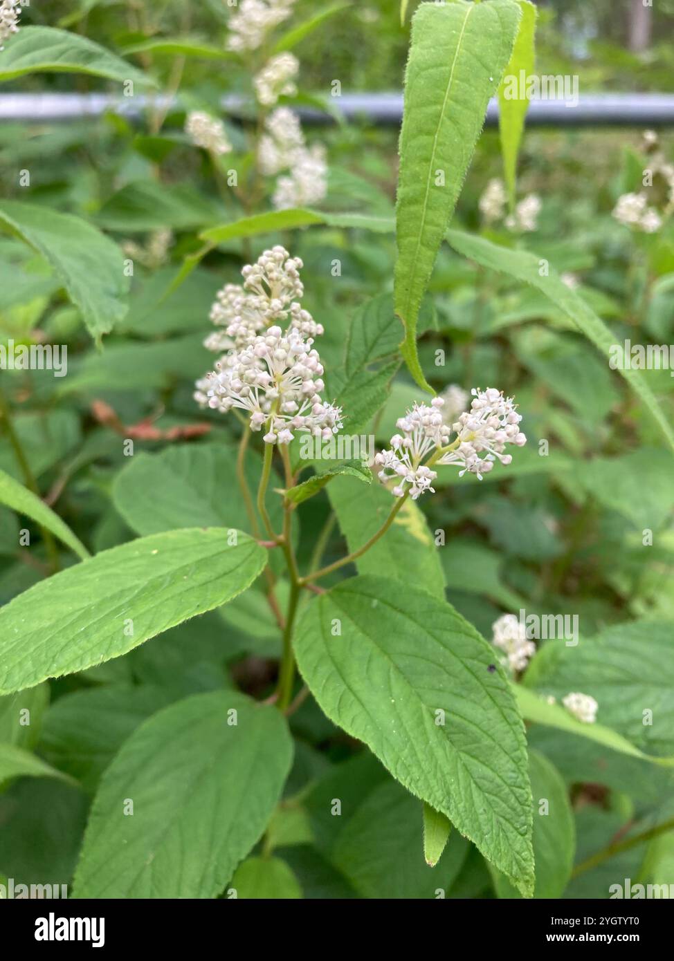 New Jersey tea (Ceanothus americanus Stock Photo - Alamy