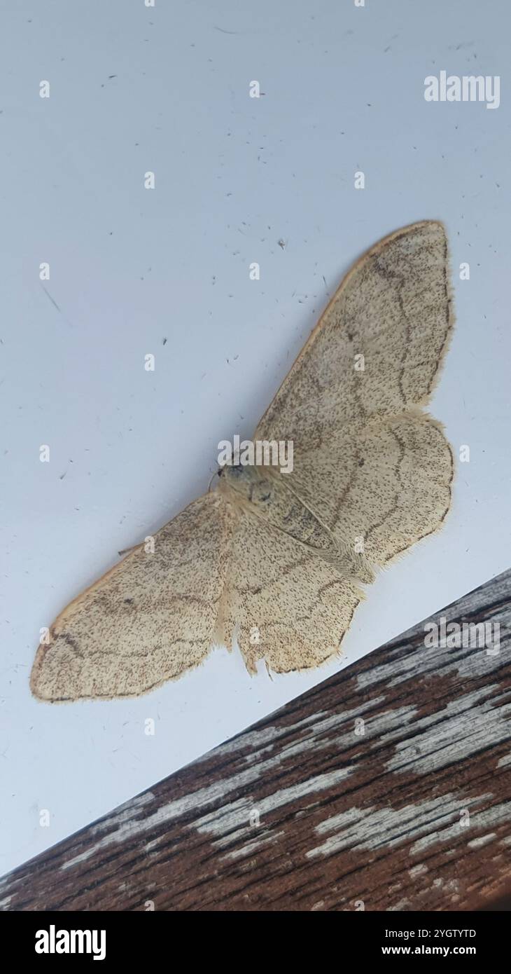 Riband Wave (Idaea aversata Stock Photo - Alamy