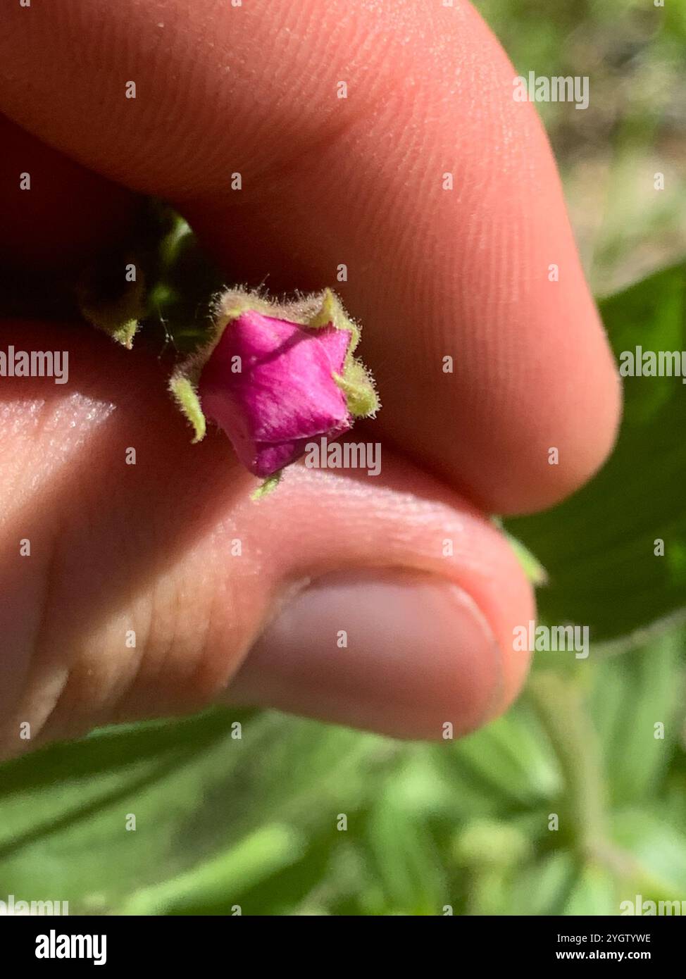 Lewis' monkeyflower (Erythranthe lewisii Stock Photo - Alamy