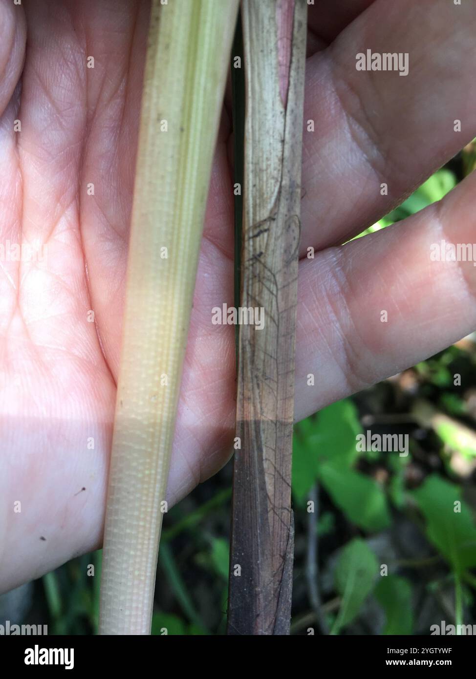 lake sedge (Carex lacustris Stock Photo - Alamy