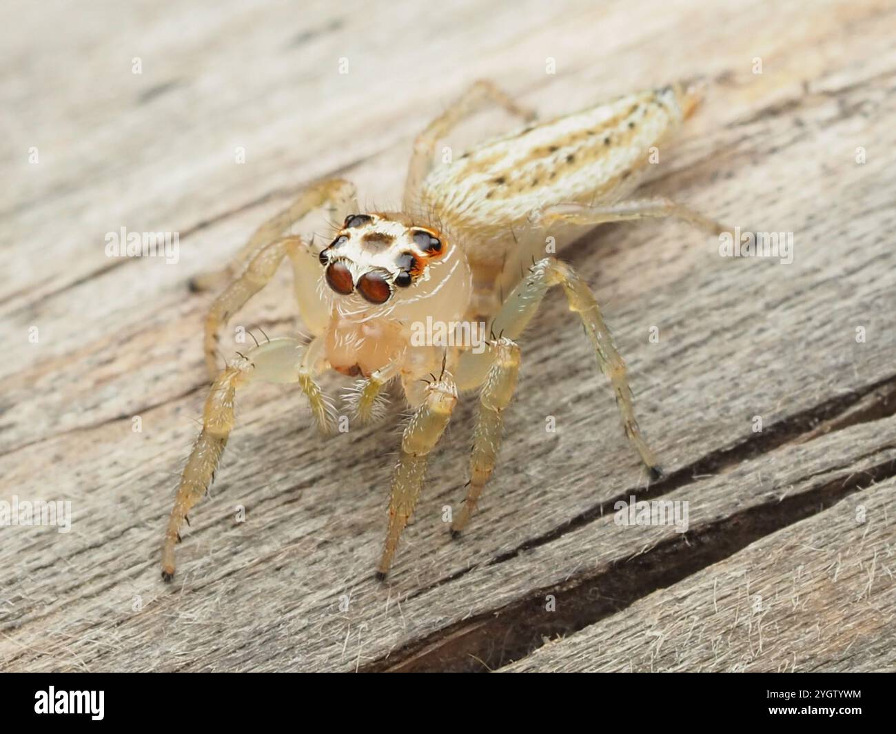 Colonus sylvanus hi-res stock photography and images - Alamy