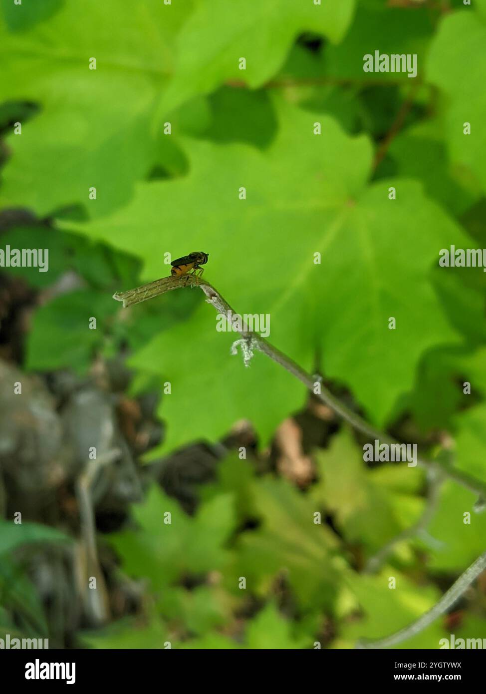 Variable Duskyface Fly (Melanostoma mellinum Stock Photo - Alamy