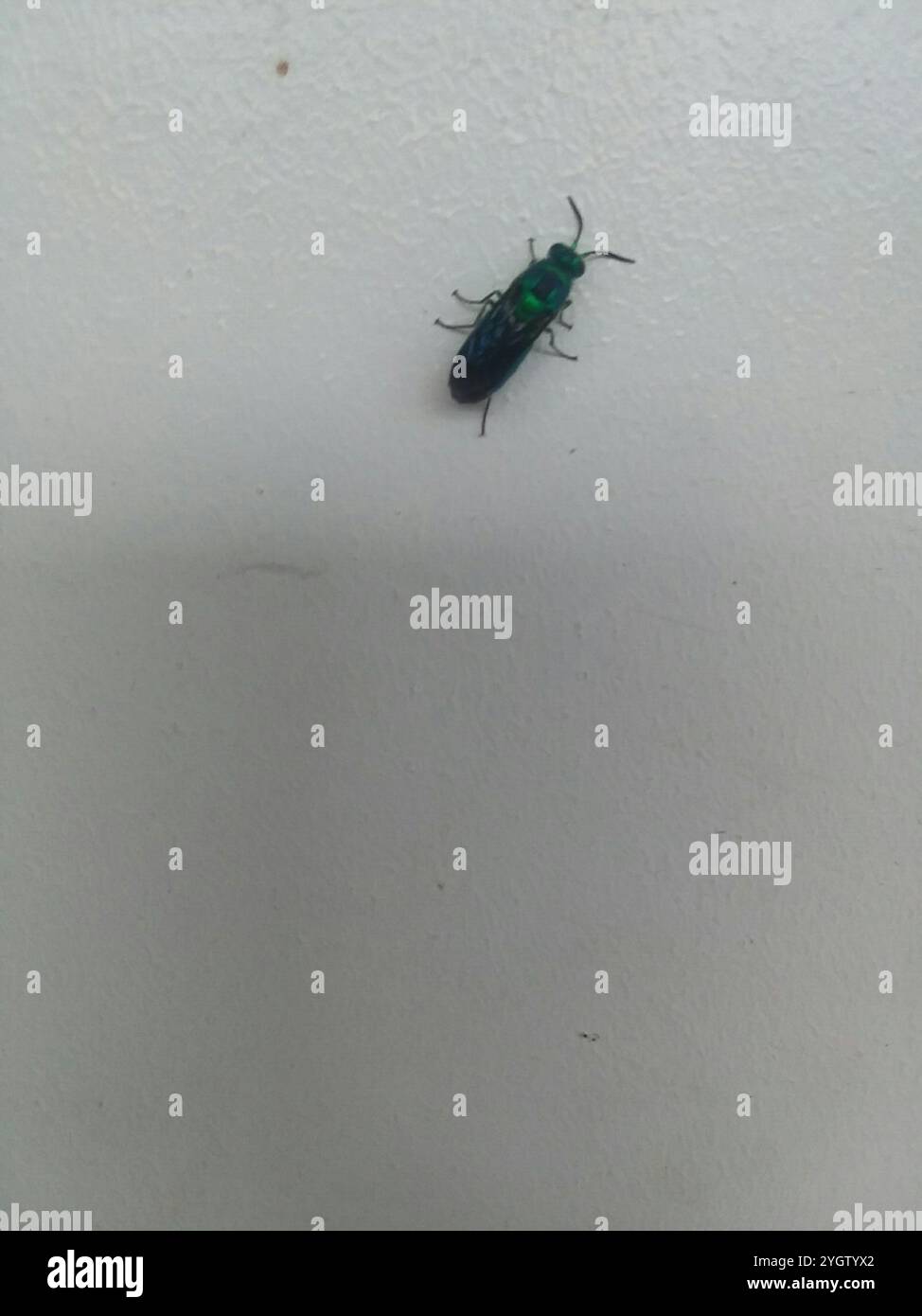 Metallic Bluish-green Cuckoo Wasp (Chrysis angolensis Stock Photo - Alamy