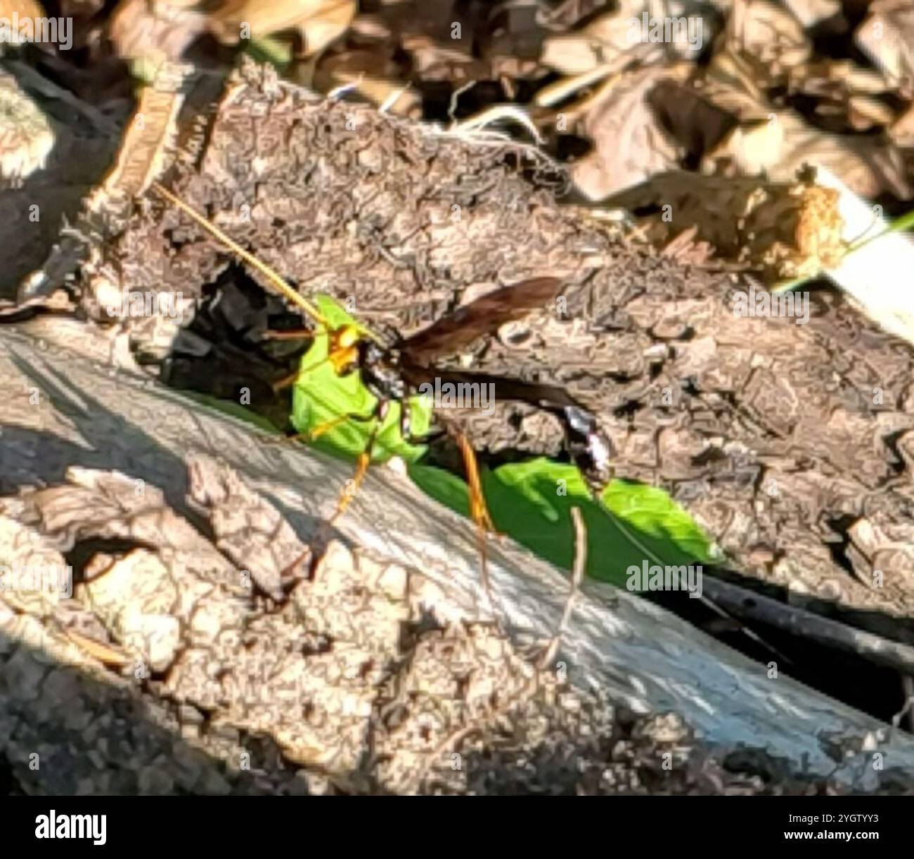Black Giant Ichneumonid Wasp (Megarhyssa atrata Stock Photo - Alamy