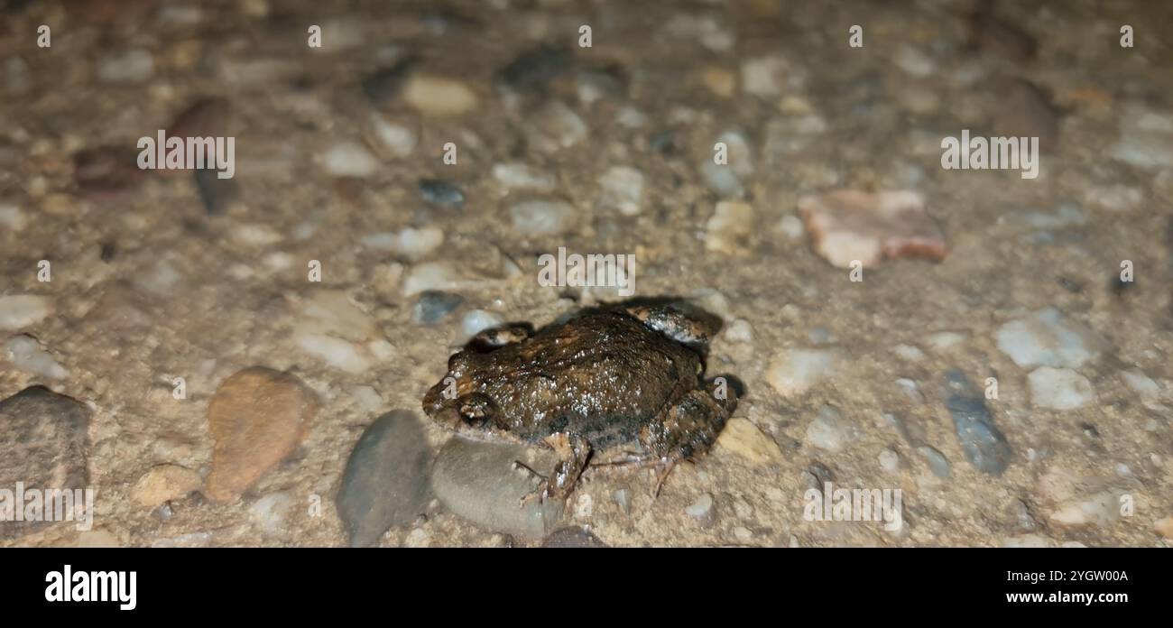 Common Eastern Froglet (Crinia signifera Stock Photo - Alamy