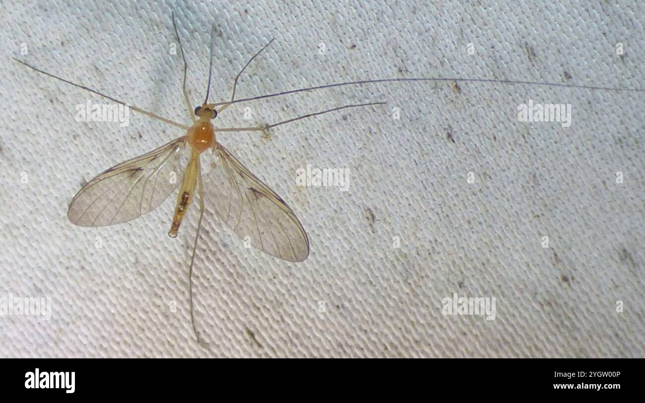 Predatory Fungus Gnats (Keroplatidae Stock Photo - Alamy