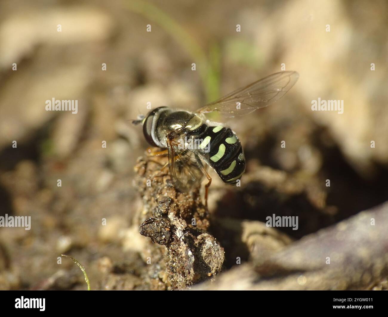 Large-tailed Aphideater (Eupeodes volucris Stock Photo - Alamy