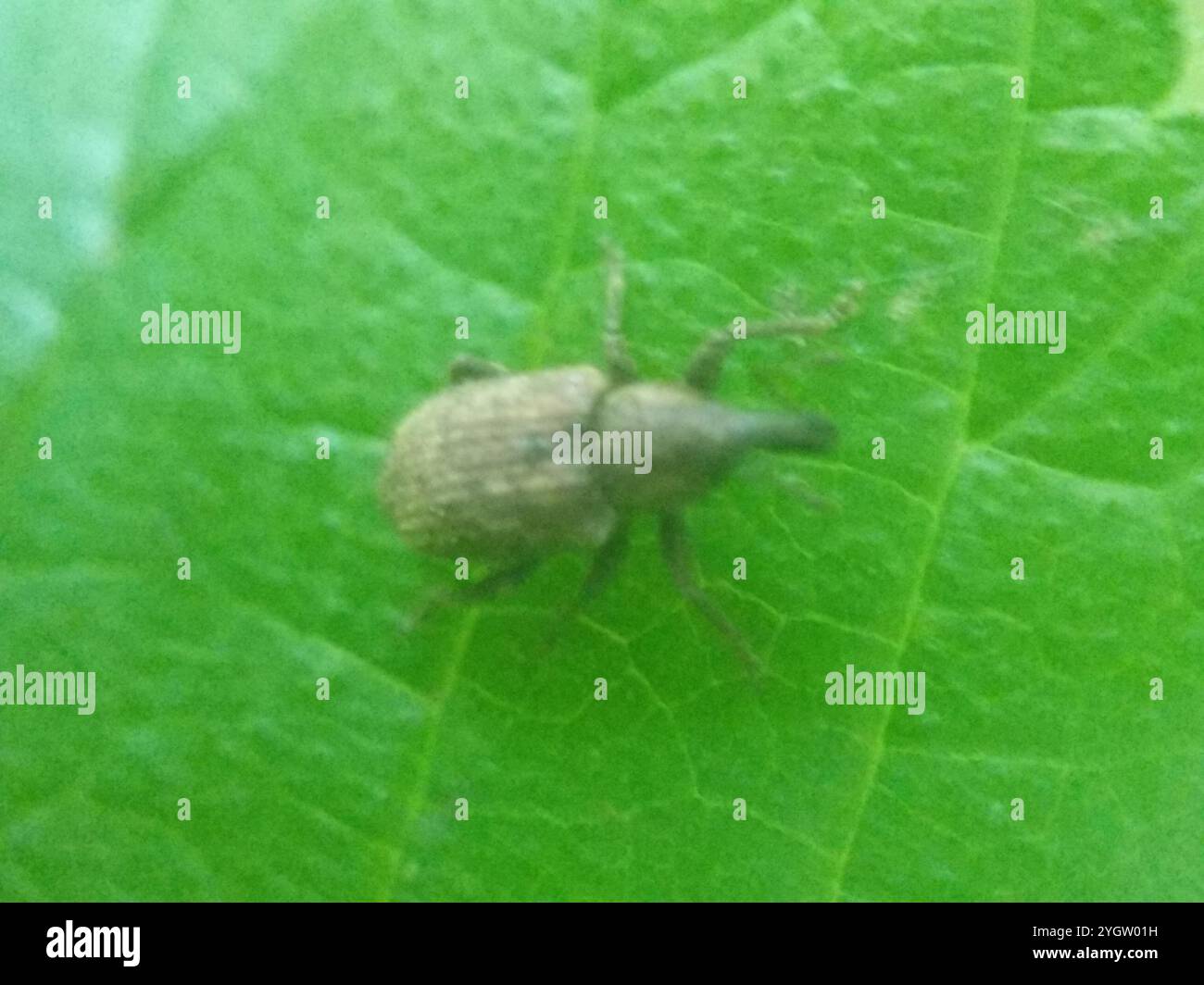True Weevils (Curculionidae Stock Photo - Alamy